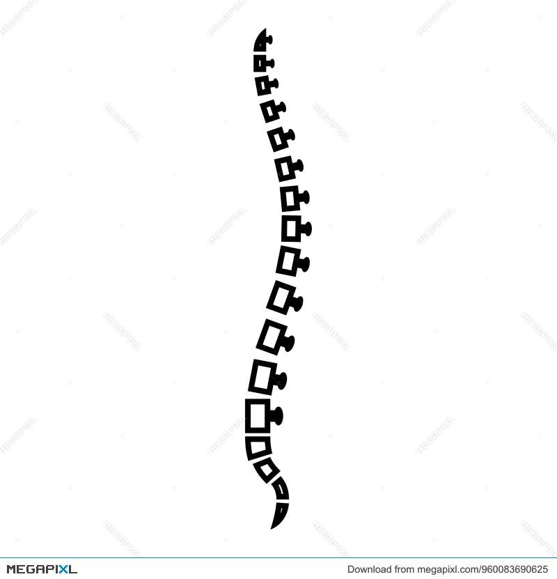 Spine Human Spinal Vertebrae Dorsal Vertebras Backbone Lateral View ...