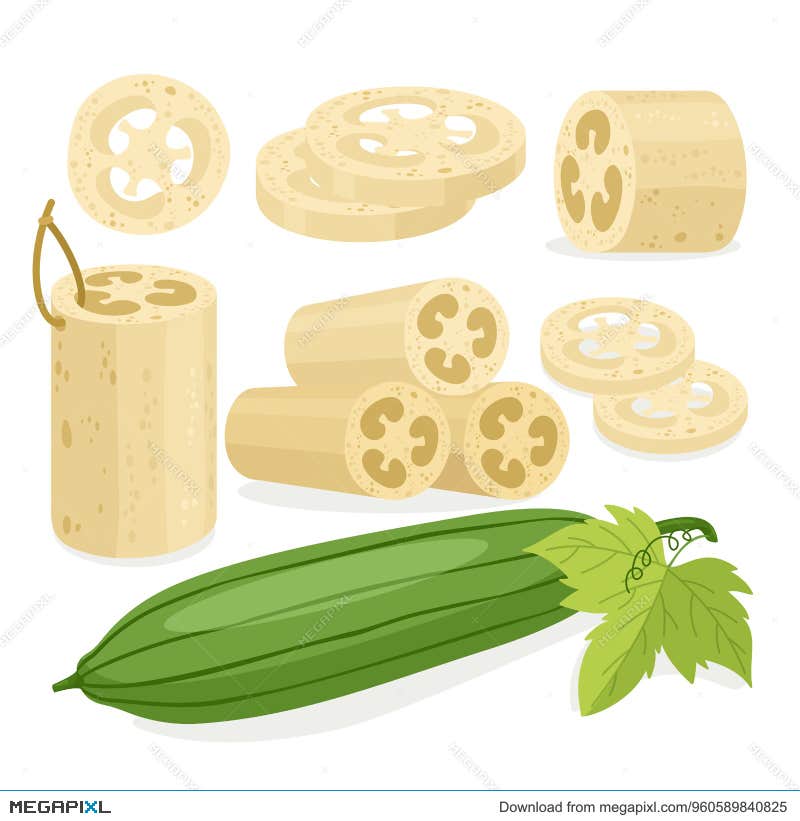 Loofa Clipart And Illustrations