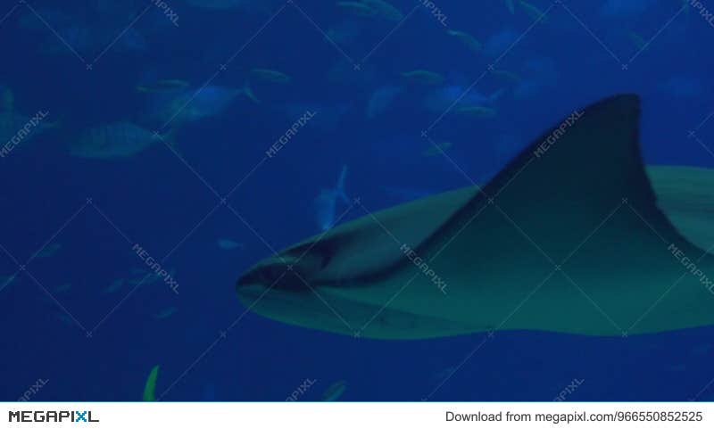 Ray Fish Underwater Ocean Scuba Tropical Sea Blue Wildlife Reef Wild ...